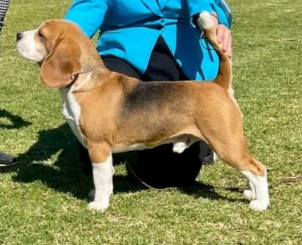Beagle Club of NSW Inc 113th Championship Show - Show Manager Results