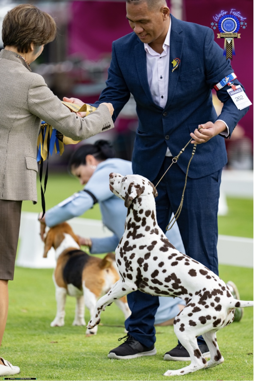 Dogs Victoria Easter Festival Of Shows (AM Show) - Show Manager Results