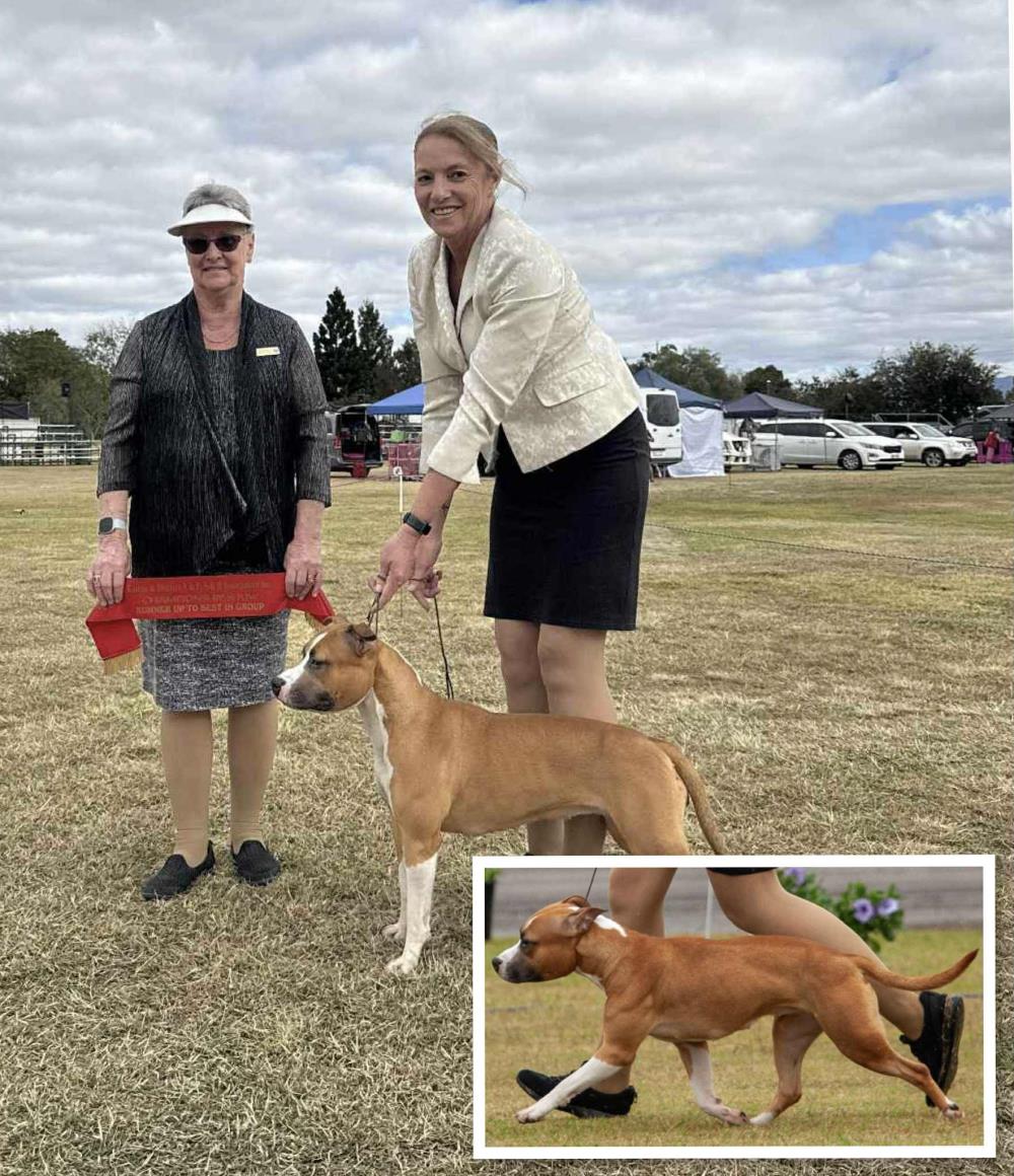 American Staffordshire Terrier Club Of QLD Inc - Show Manager Results