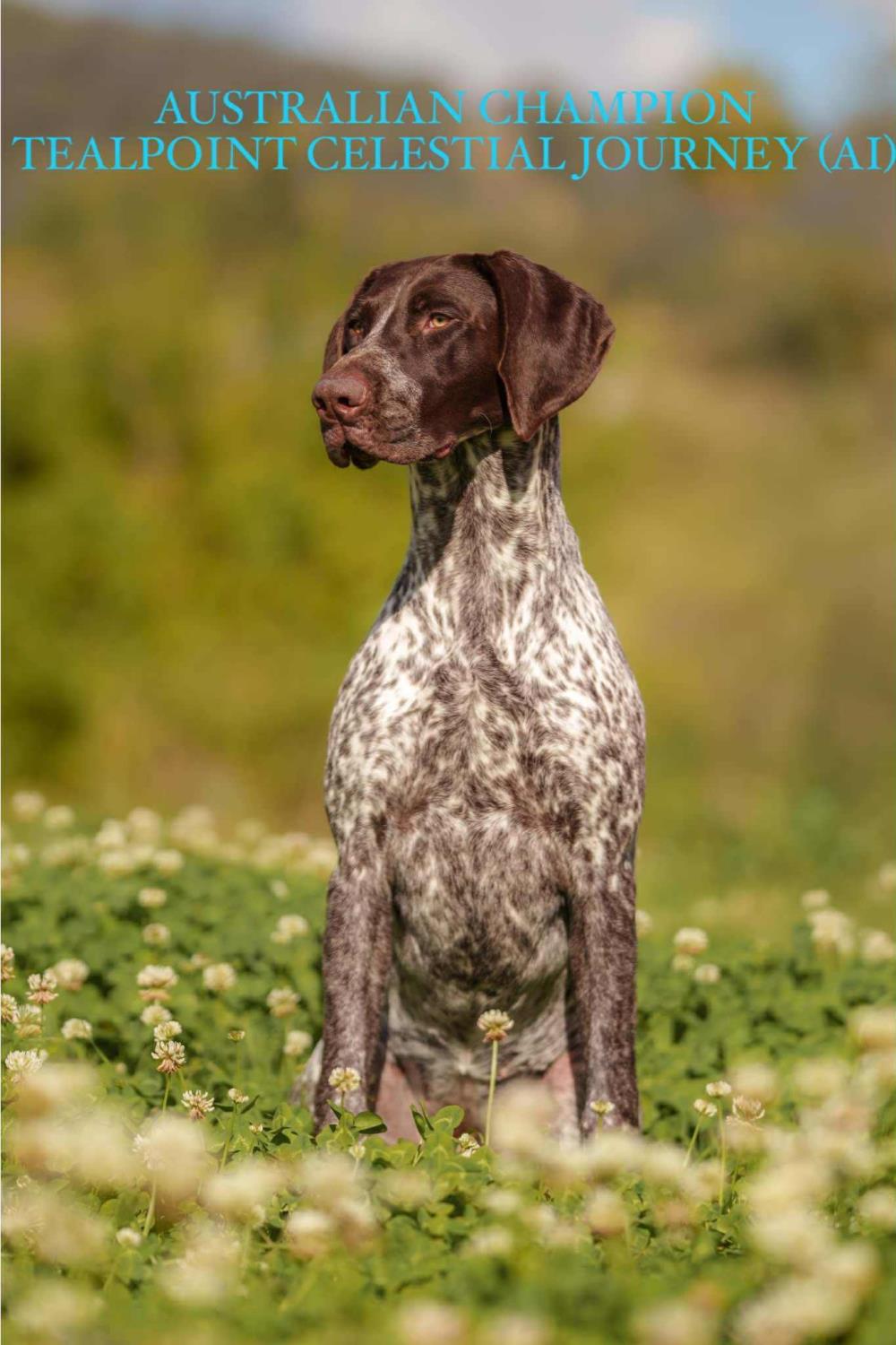 Gympie & District Kennel Club - Show Manager Results
