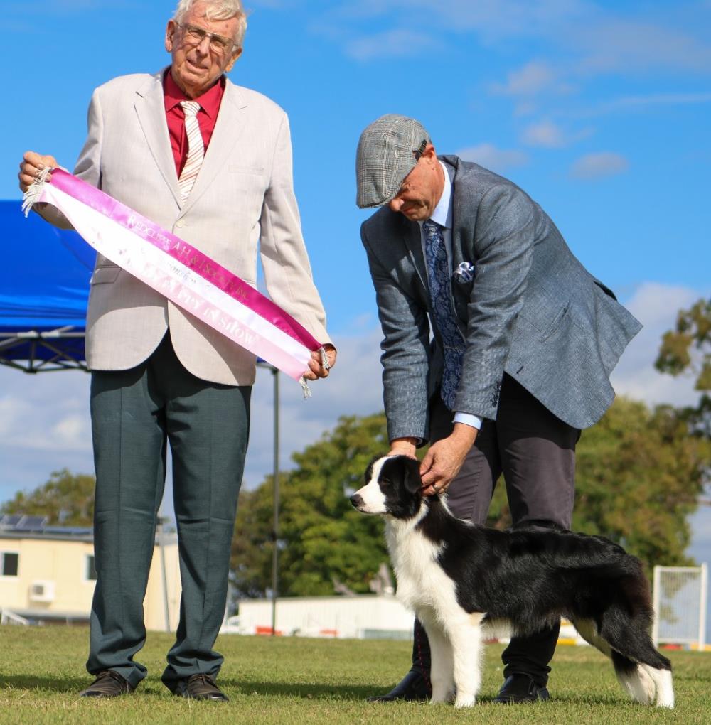 Redcliffe Peninsula Kennel Club (PM Show) - Show Manager Results