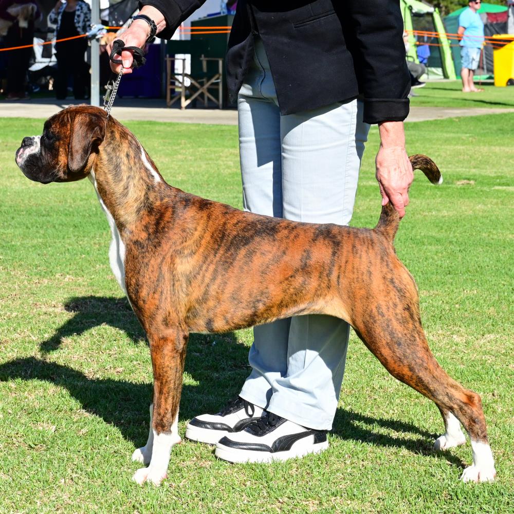 Utility Dog Club of Victoria Inc - Show Manager Results