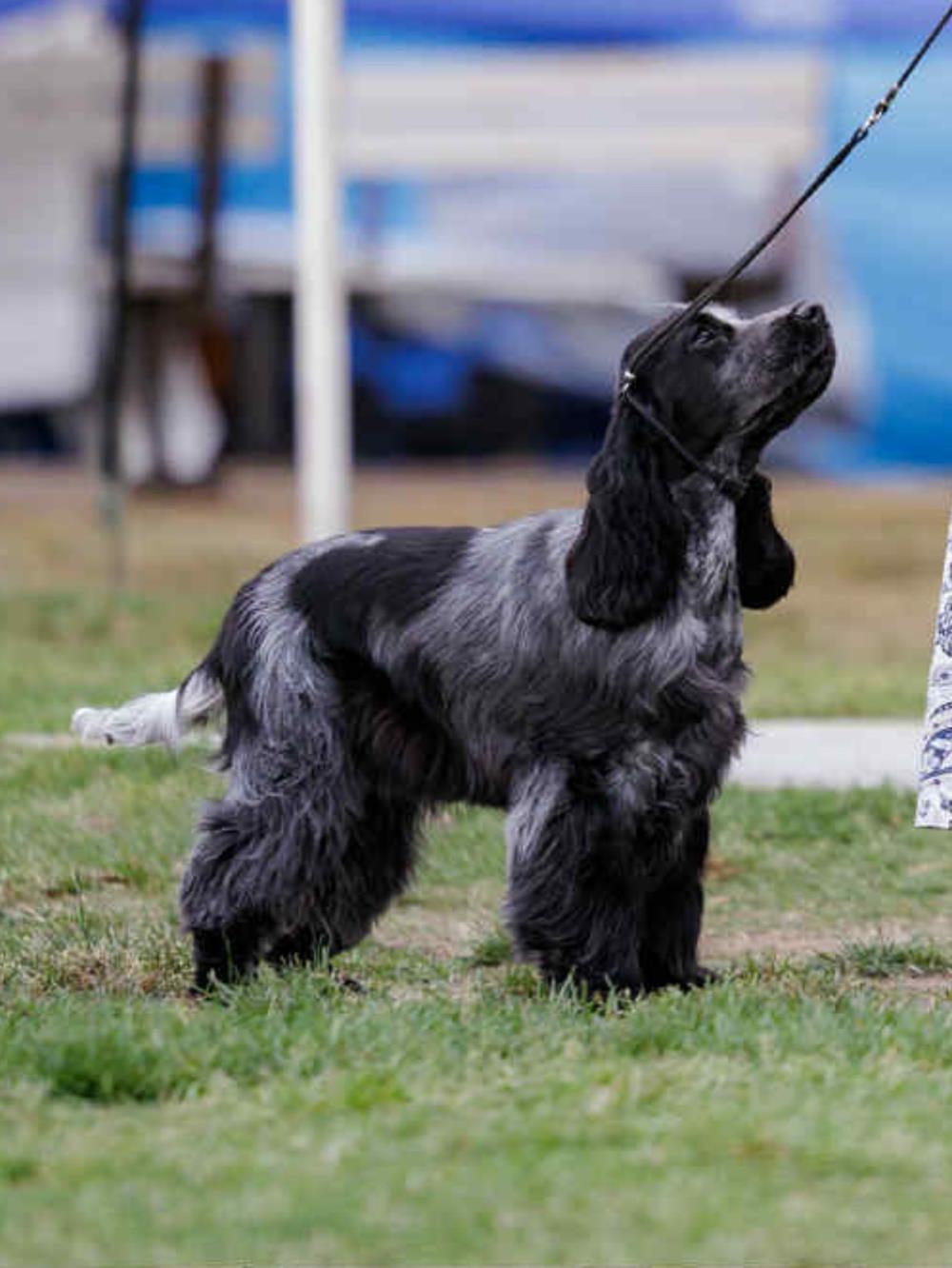Ladies Kennel Association of Qld - Show Manager Results
