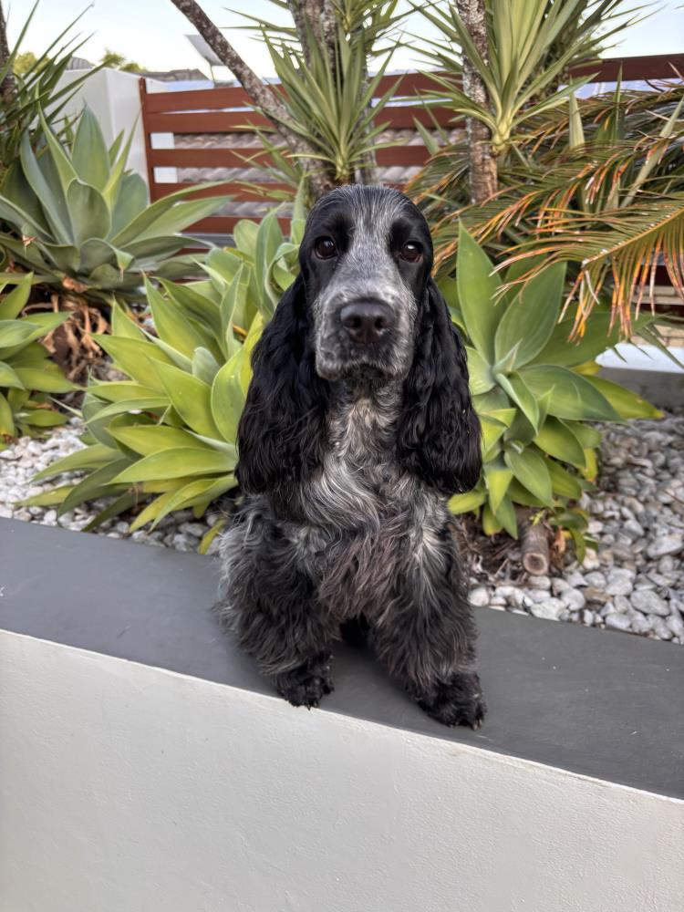 Ladies Kennel Association of Qld - Show Manager Results
